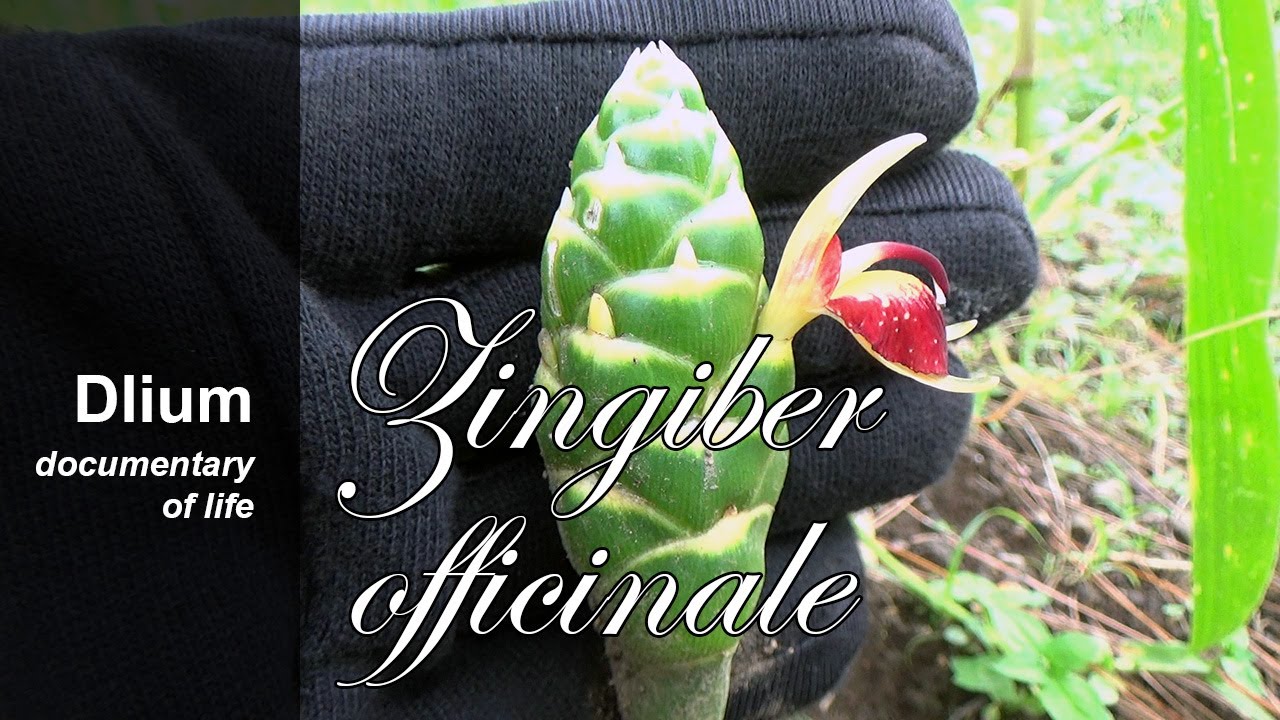 Zingiber Officinale Flower