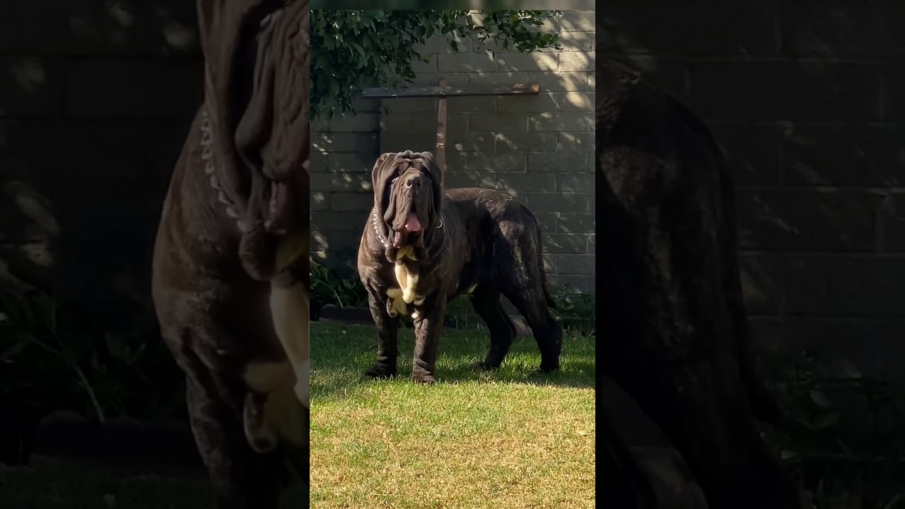 Apex Predator The Neapolitan Mastiff - YouTube