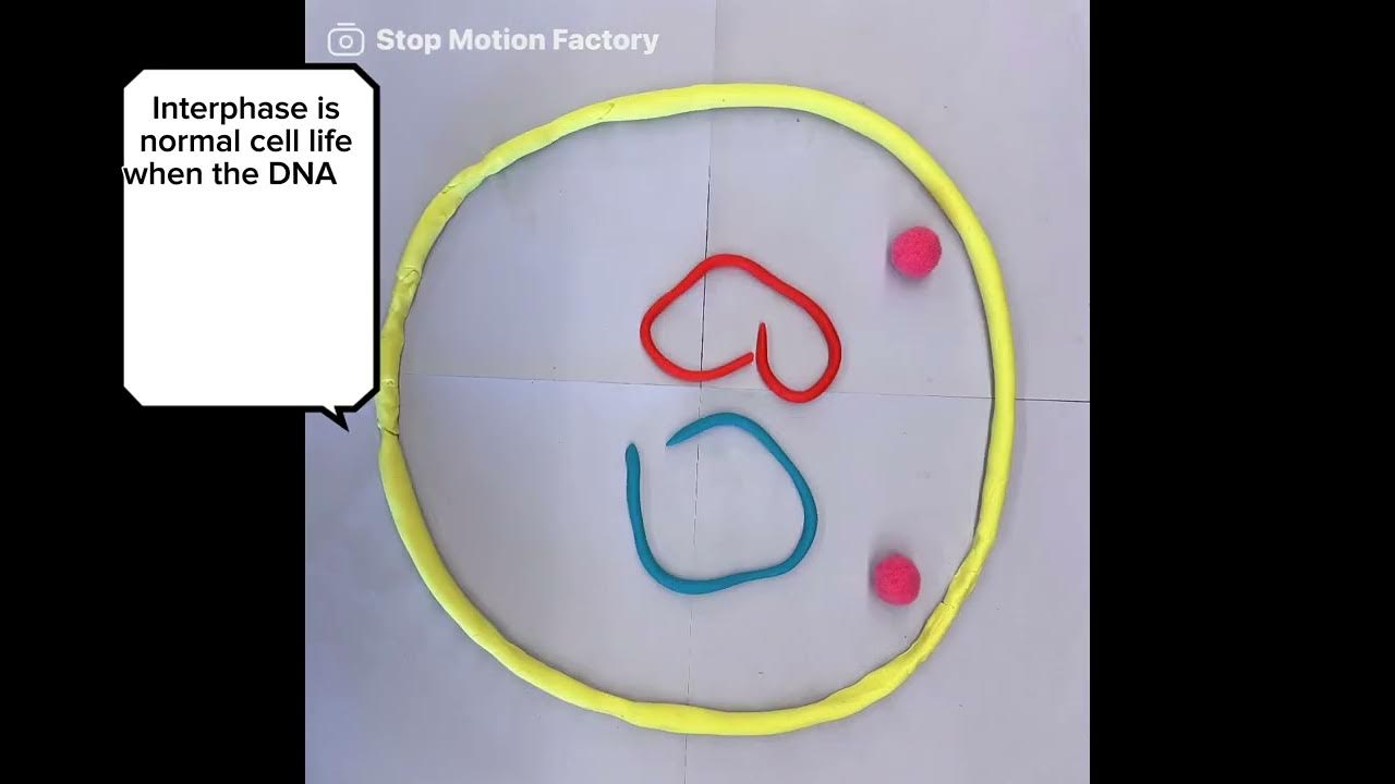 Mitosis and Meiosis Stop Motion Video - YouTube