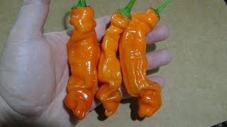 ⟹ Peter Pepper Orange | Capsicum annuum var. annuum | Pod Review