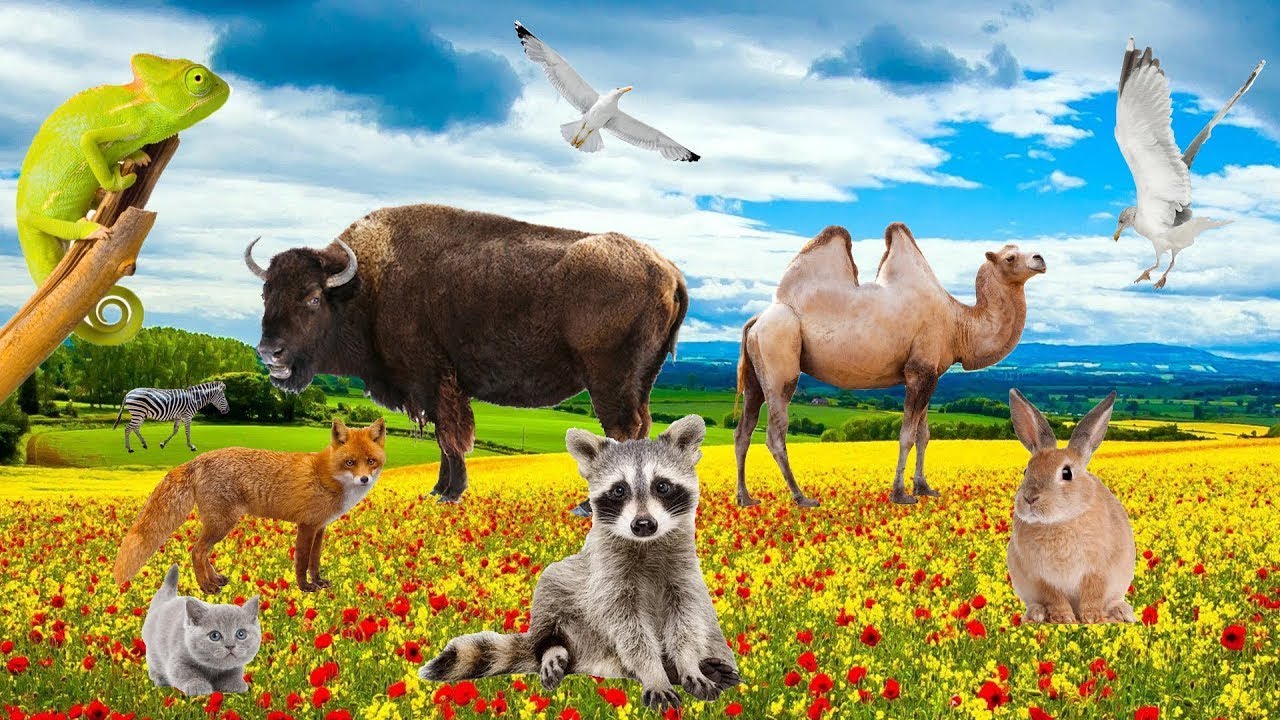 Interesting animals around us: elephant, zebra, cat, racoon #animals # ...