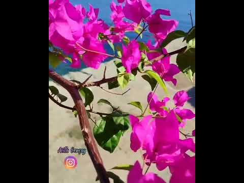 Sibel Can - Begomvil - Benim Yerimede Sev - Görüntüler Bodrum Datça Antalya Bölgelerine Aittir . .