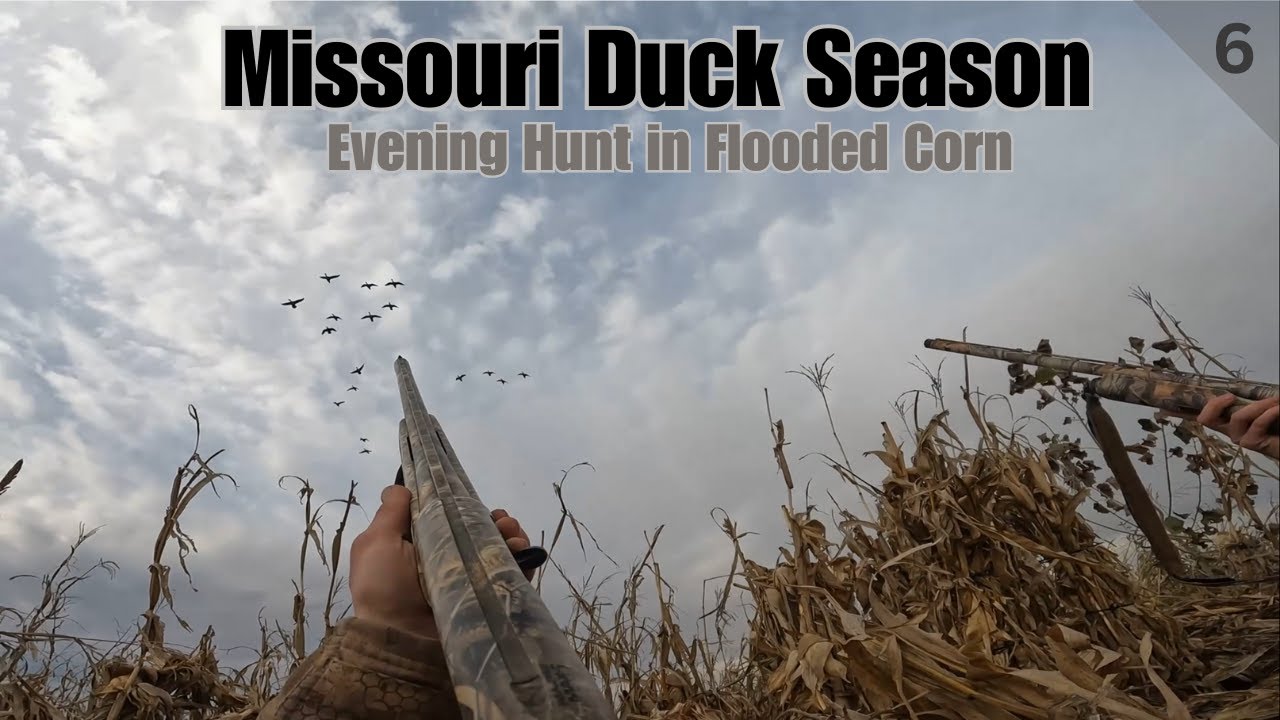 Missouri Duck Hunting Flooded Corn - YouTube