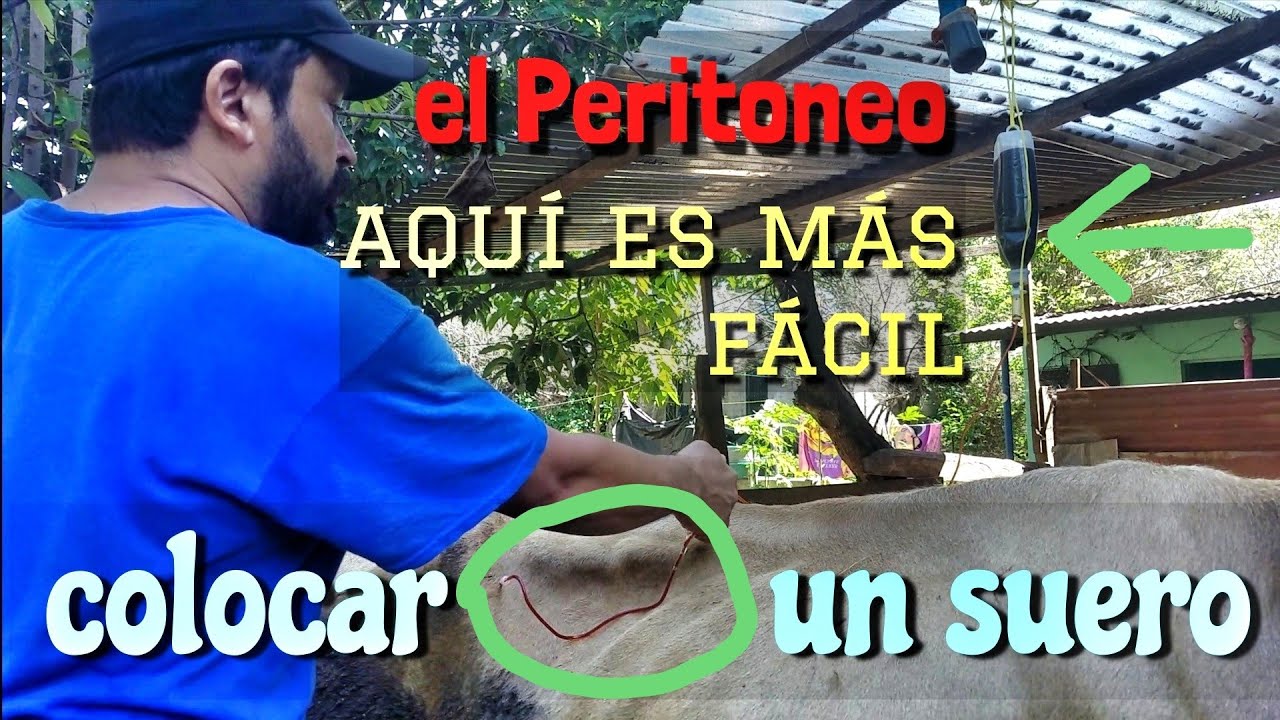 Cómo colocar un suero fácil y rápido en una vaca. - YouTube