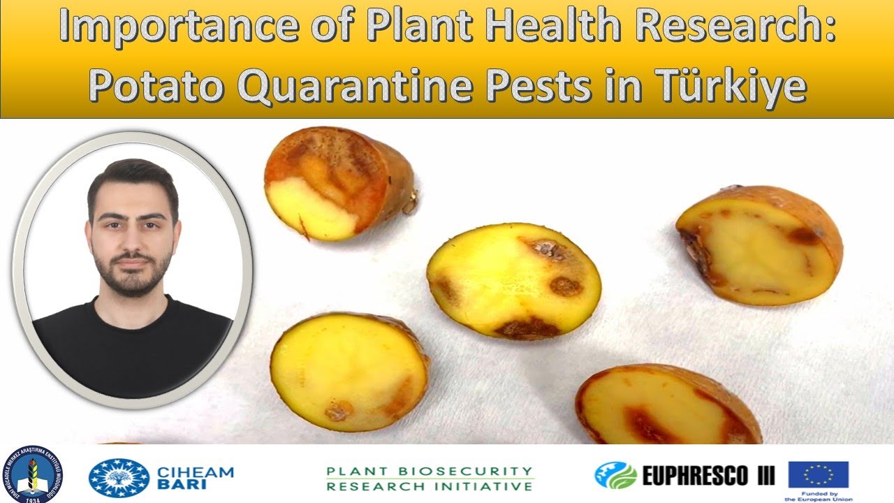 Importance of Plant Health Research: Potato Quarantine Pests in Türkiye ...