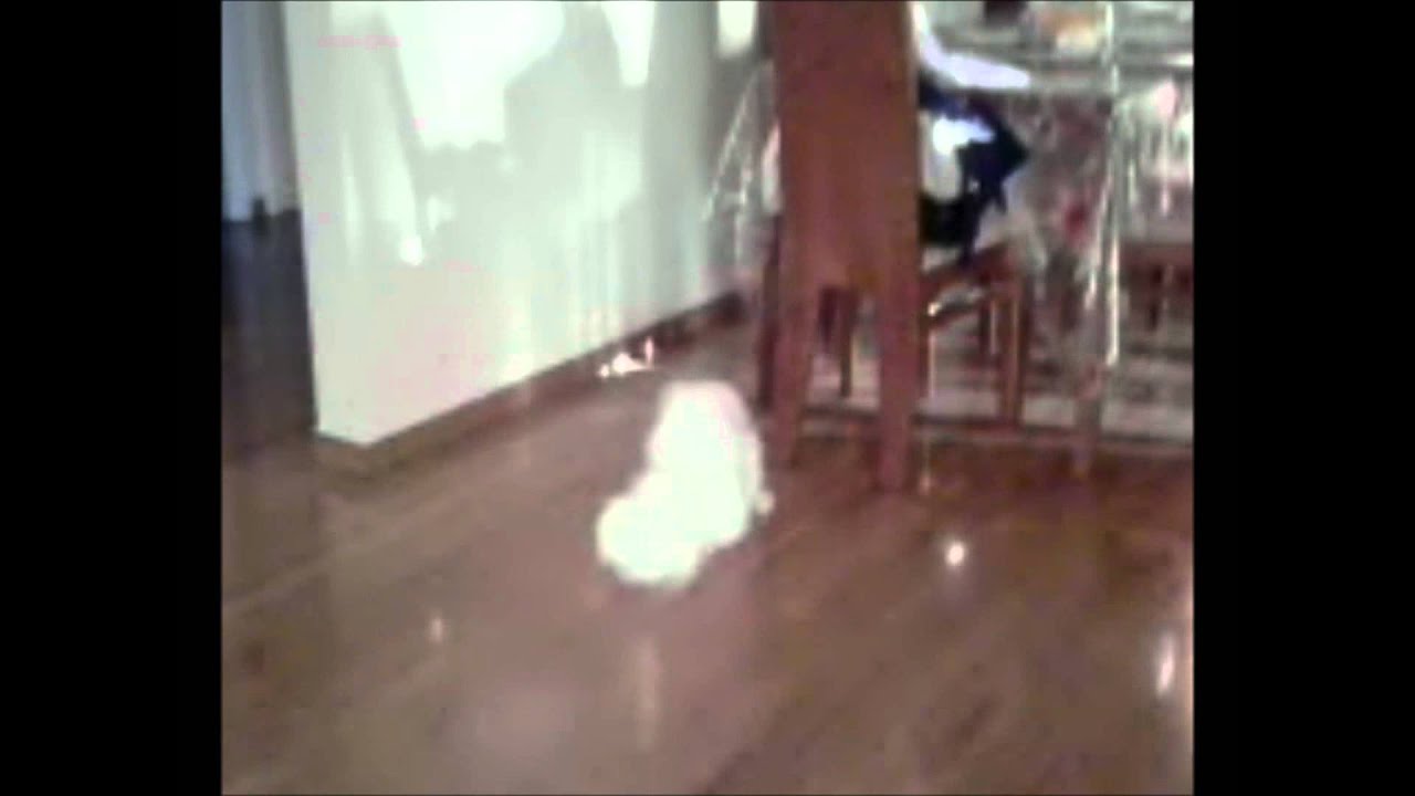 dog dancing breakdance(mafilnta) - YouTube