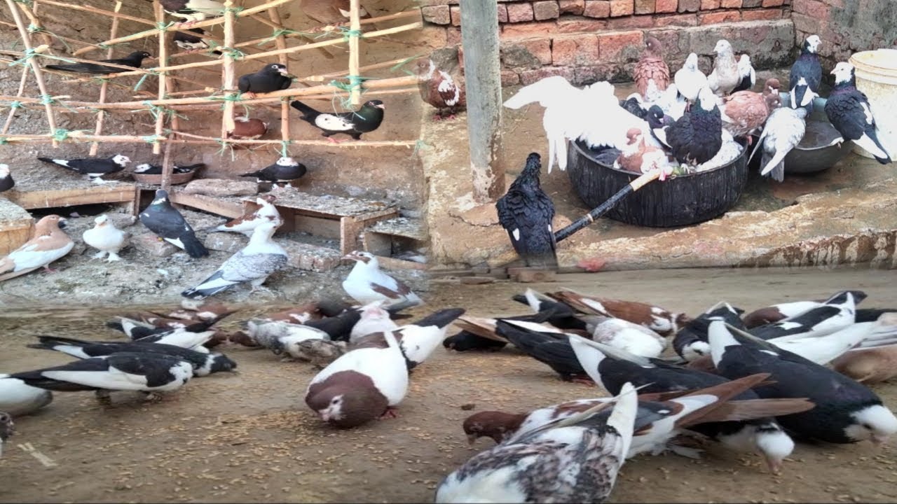 How to take care Of Chickens and pigeons | Chickens and pigeons Feeding ...