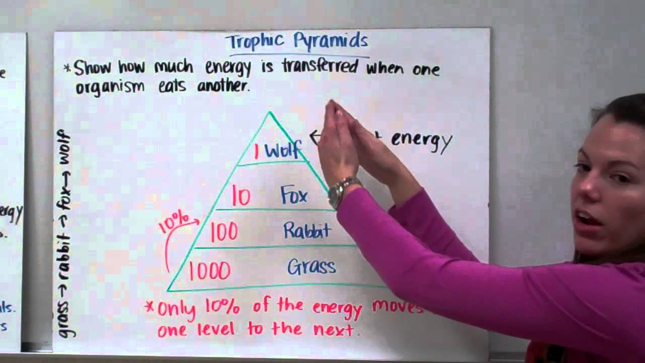 Food Chains, Food Webs, and Trophic Pyramids - YouTube