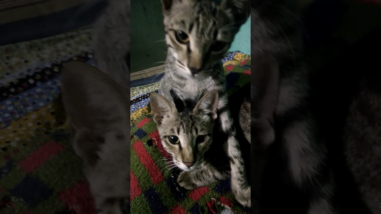 Funny cat attack - YouTube