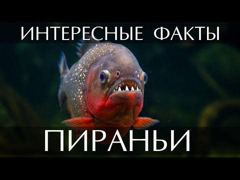 Пираньи - интересные факты
