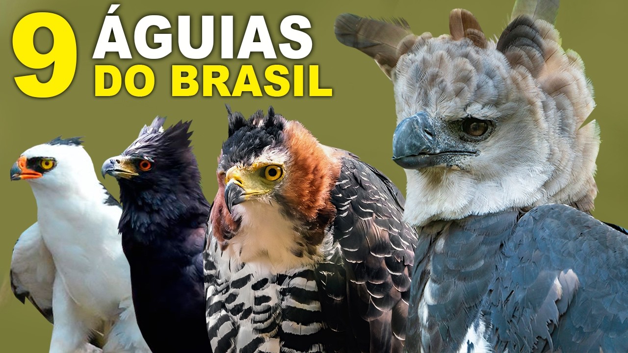 ÁGUIAS DO BRASIL | Espécies de águias do Brasil | CANAL AVES "ÁGUIA ...