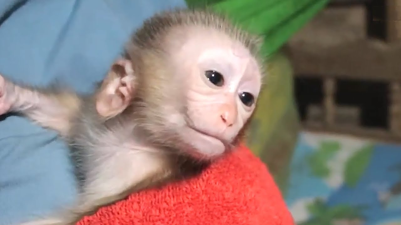 Baby Monkey Learning With Ms, Cute Baby Monkey Talk So Far - YouTube