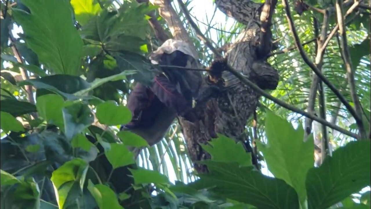 Extraction d abeille d un avocatier ! Regardez attentivement ce début ... Extraction d abeille d un avocatier ! Regardez attentivement ce début ...