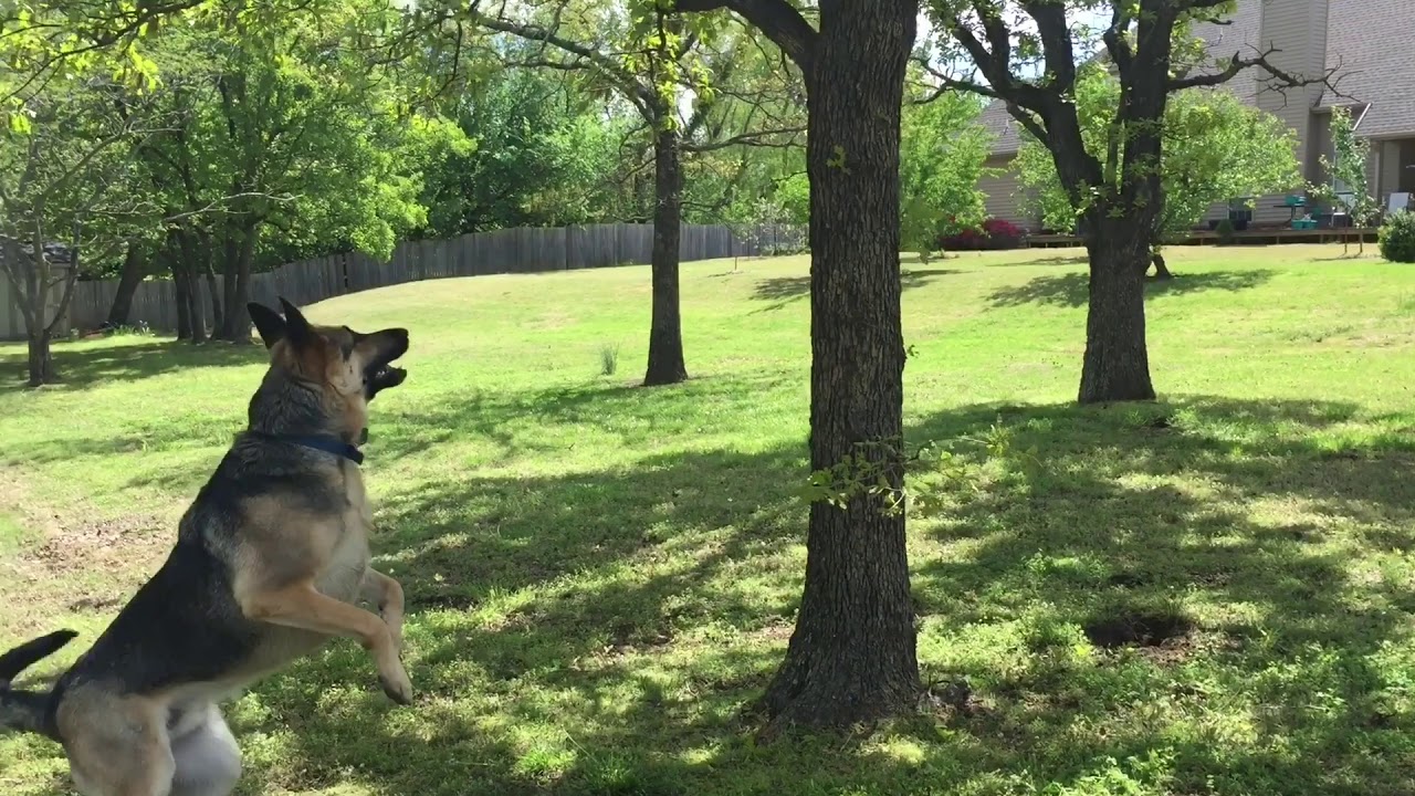 Odin the Squirrel Chaser - YouTube