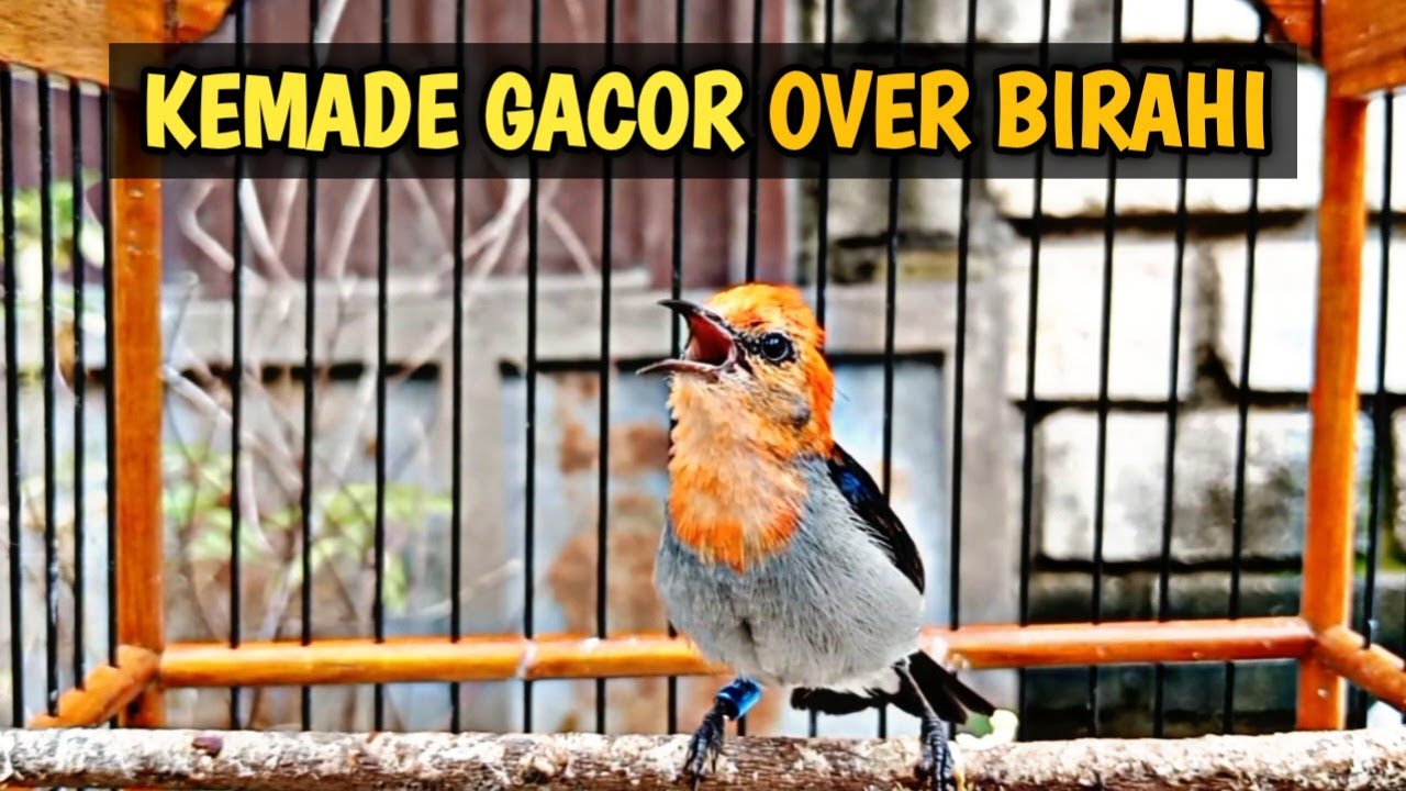 KEMADE GACOR NGLEPER OVER BIRAHI || PANCINGAN KEMADE AGAR BUNYI DAN ...