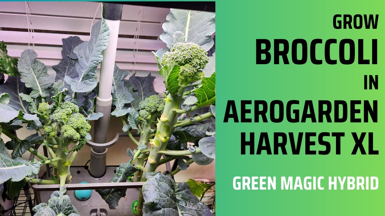 Grow Broccoli in Aerogarden Harvest XL hydroponics, Green Magic Hybrid ...