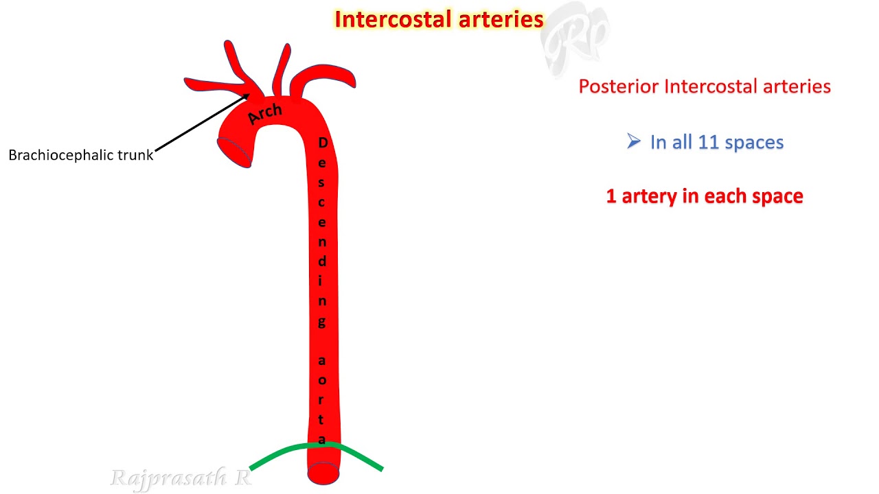 Intercostal spaces - YouTube
