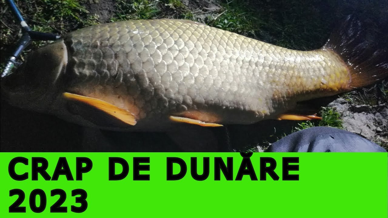 CUM CUREȚI UN CRAP DE DUNĂRE - YouTube