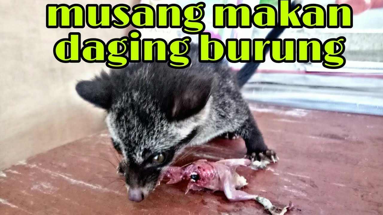 MUSANG MAKAN DAGING BURUNG - YouTube