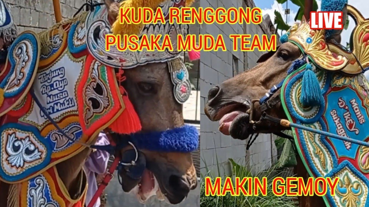 Kuda renggong makin gemoy live hari ini di nangewer padasuka💥PUSAKA ...