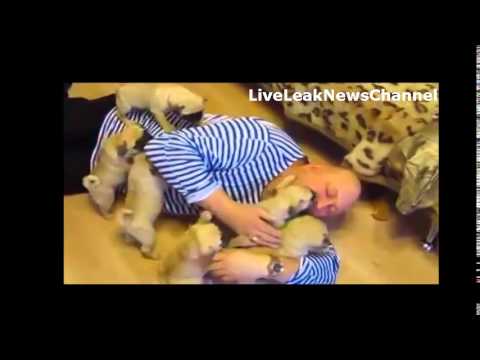 Man Adorably Wrestles with Pug Puppies - YouTube