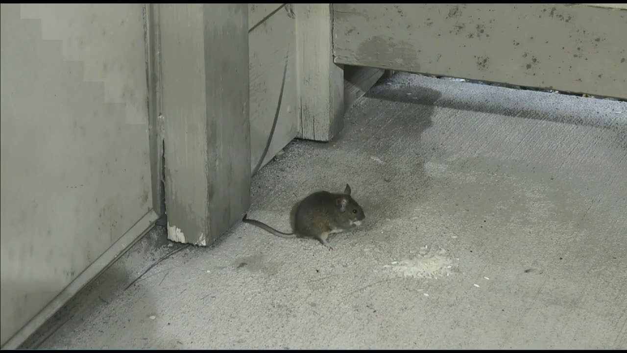 How Funny an American Rat eat's an Indian Rice.. - YouTube