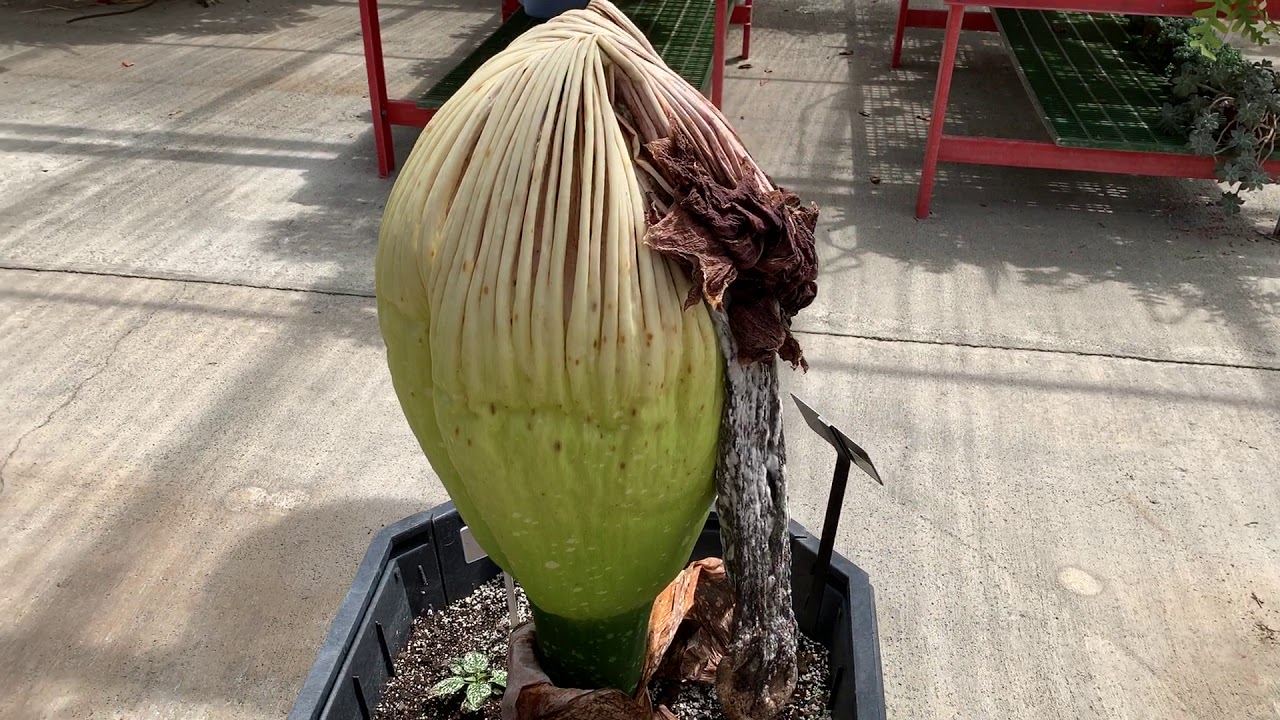 Part 1: Preserving VT's Stinky Phil corpse plant—How to make an ...