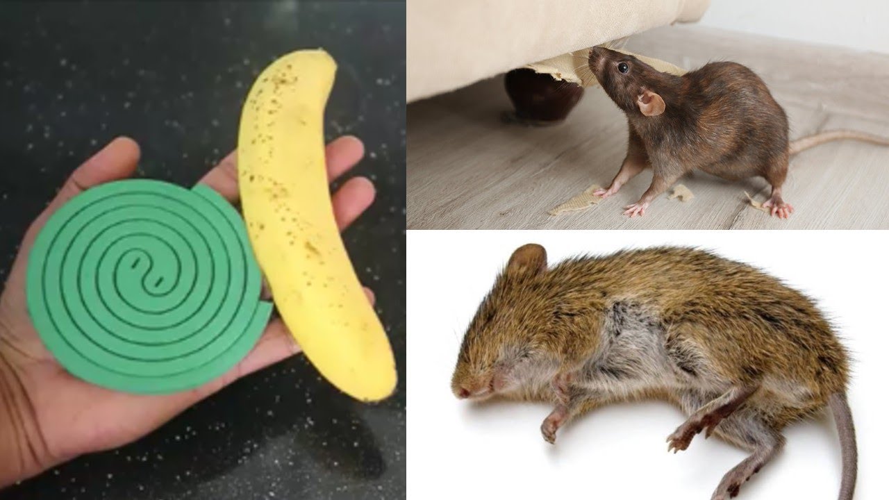 JUST 5 MINUTE || How To Get Rid of Mouse Rats, Permanently In a Natural ...