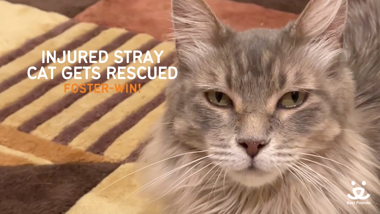 Stray #cat with bullet wounds gets rescued | Foster-Win! - YouTube