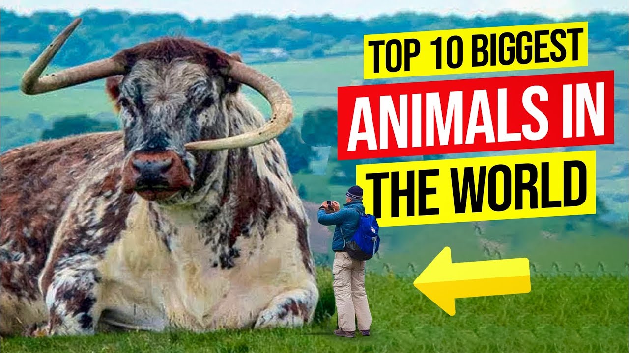 Top 10 Biggest Animals In The World | Top 10 Biggest Animals Ever ...