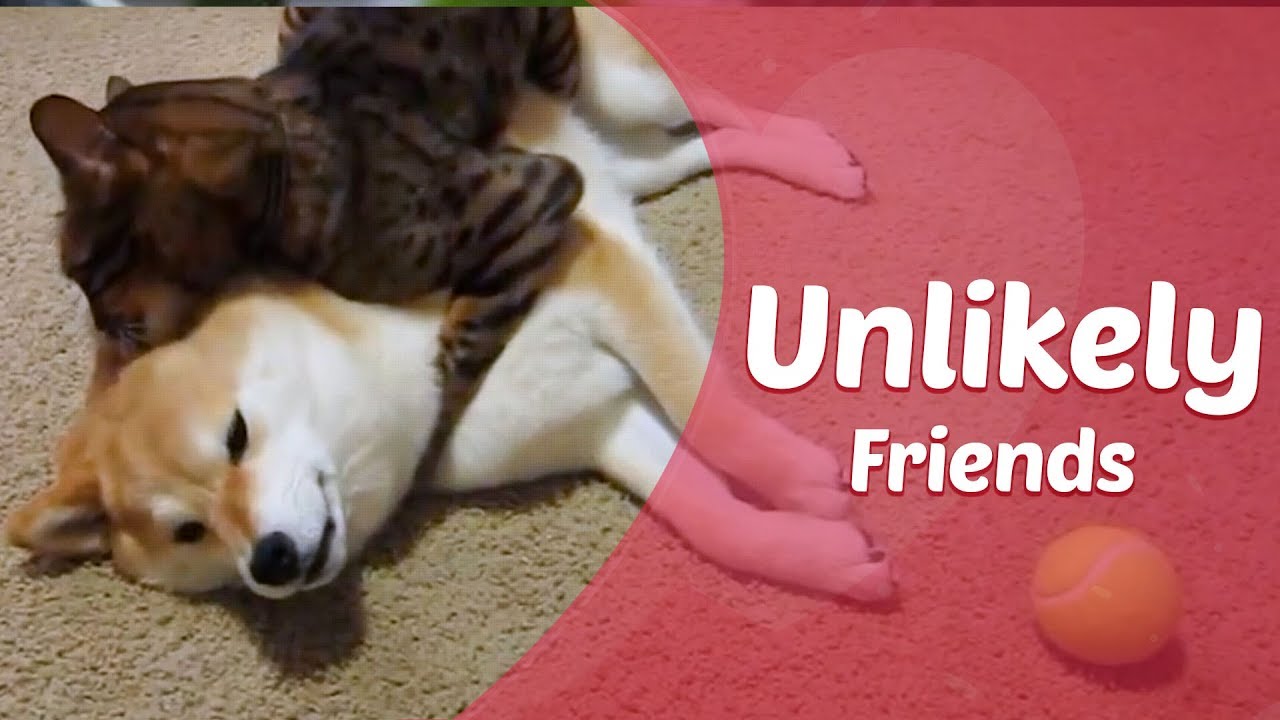 Unlikely Friends - YouTube