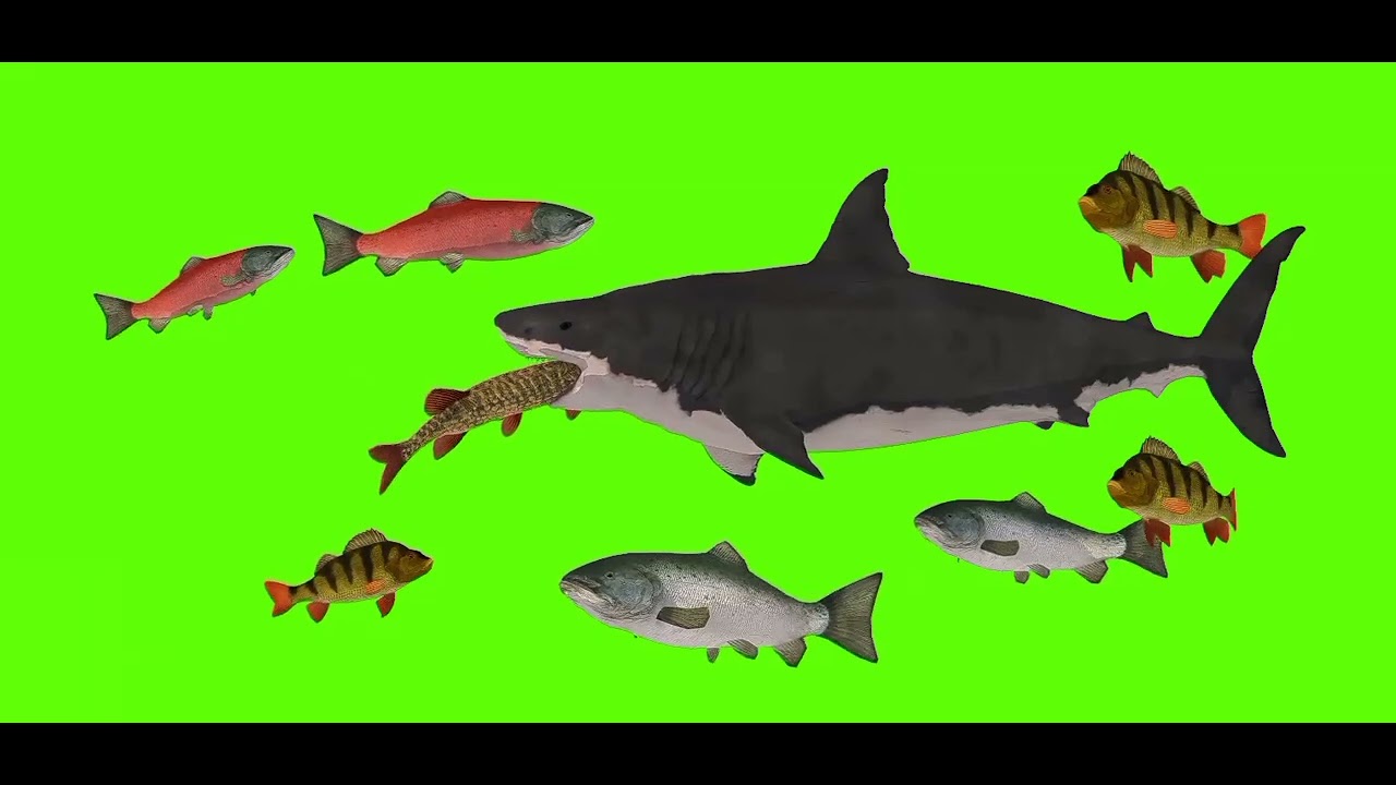 fish's green screen no copyright free/fish eating fish green screen no ...