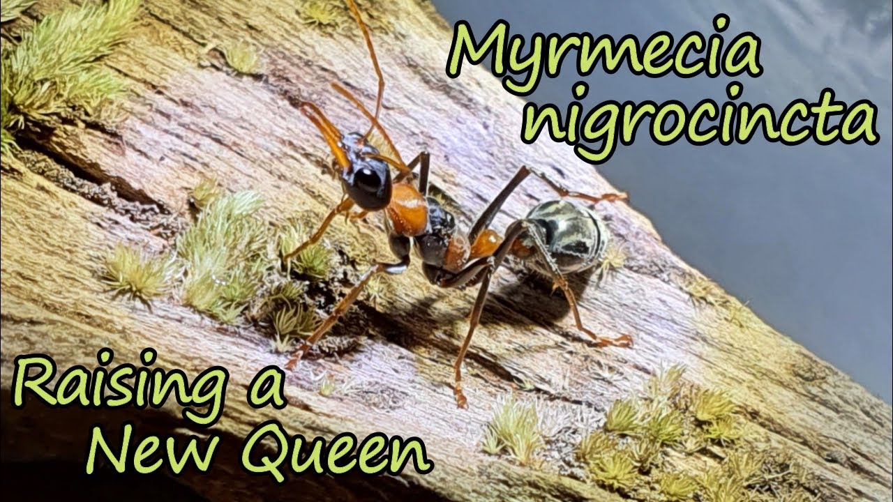 Keeping a Myrmecia nigrocincta Queen Ant - YouTube