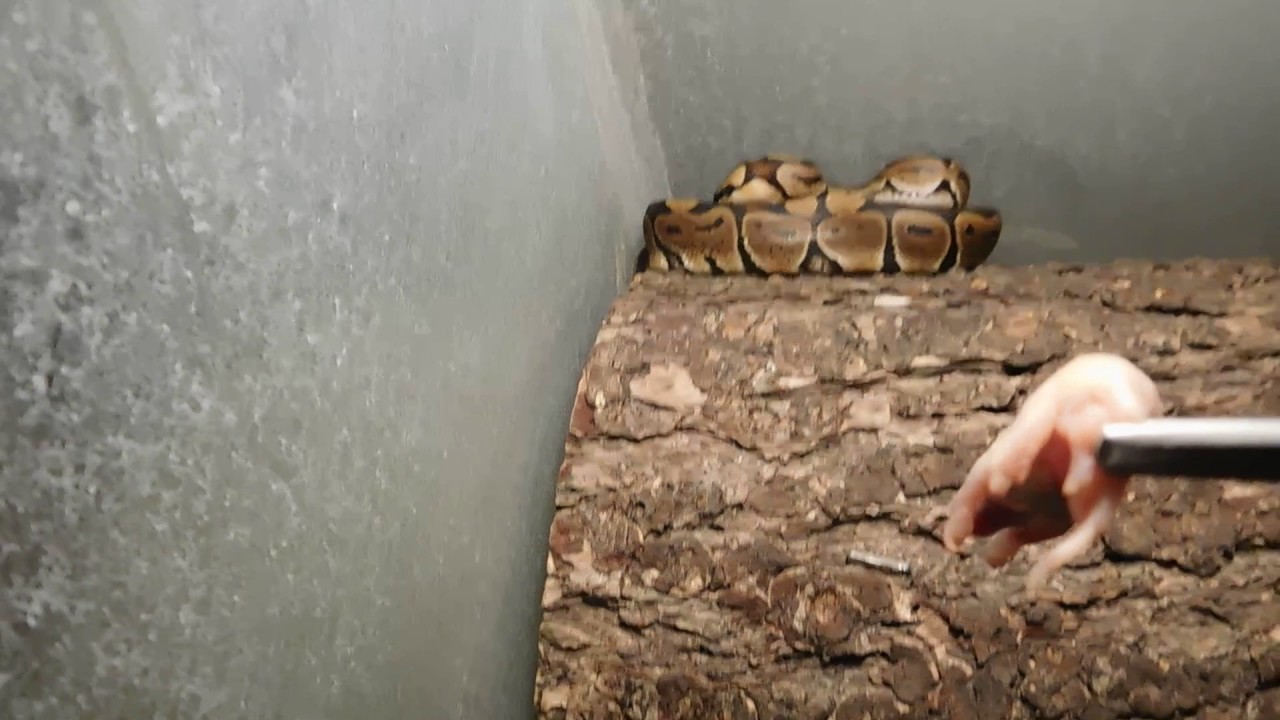 Feeding my pet ball python. - YouTube