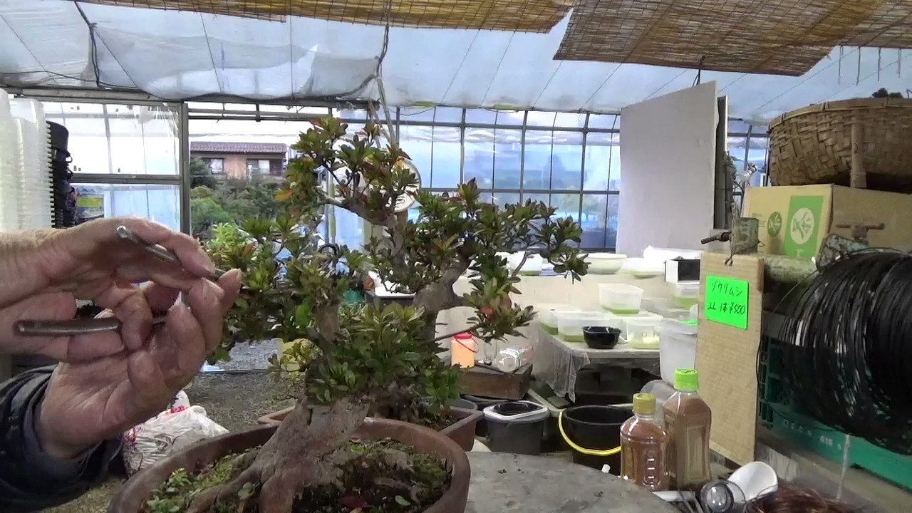 Azalea Bonsai named KINPAI 金盃. Part 2. cutting - YouTube