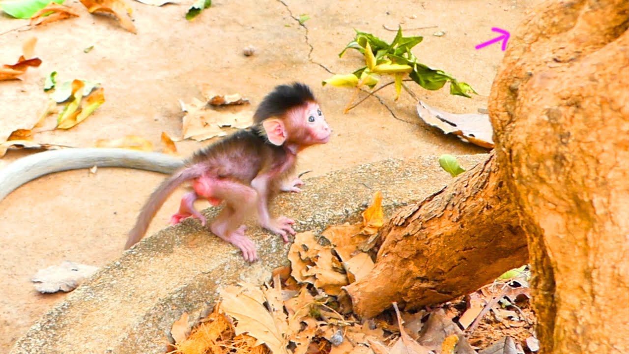 Your dream will come true...baby monkey LILY wants to go up the tree ...