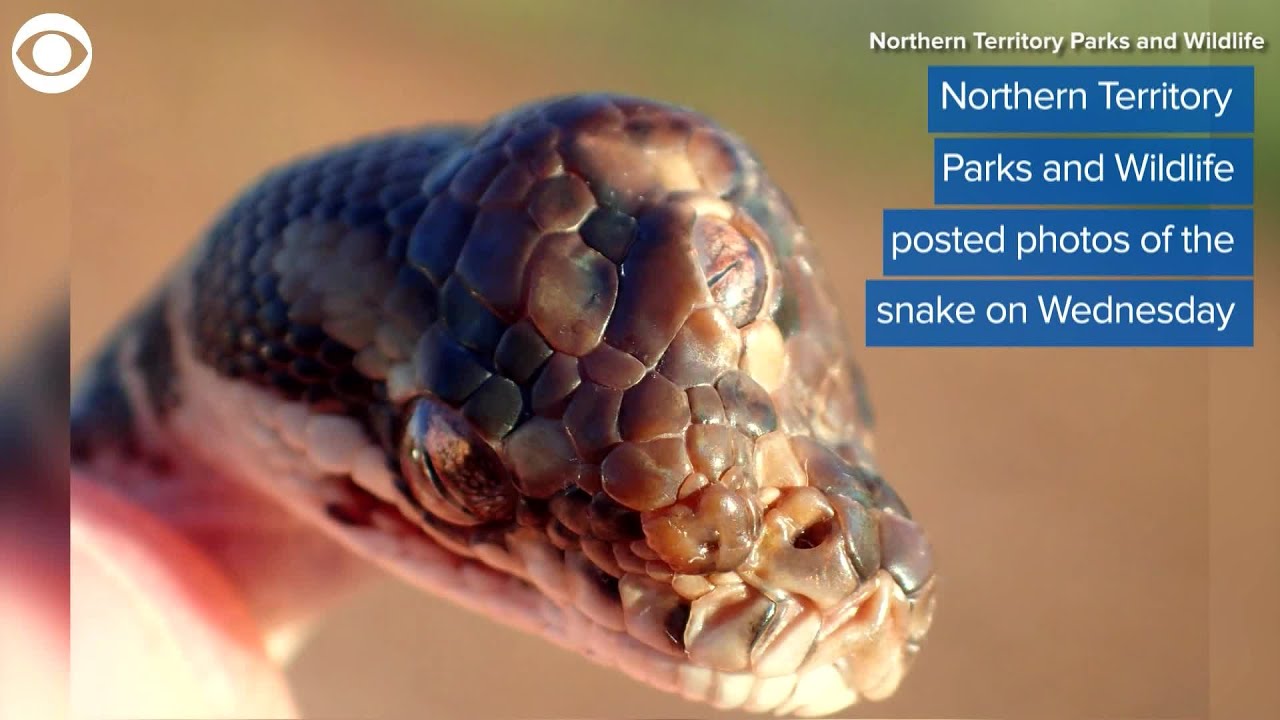 Three-eyed snake - YouTube