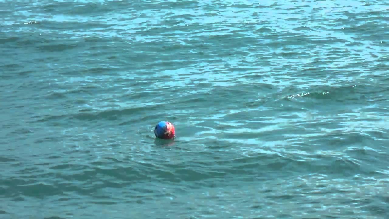 Dolphin Playing with Buoy - YouTube