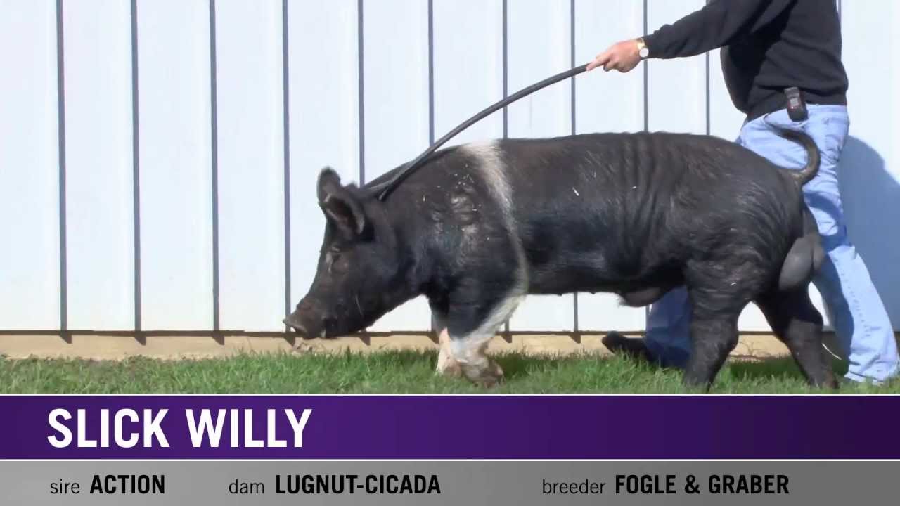 Slick Willy - Top Choice Genetics - YouTube
