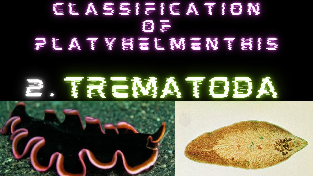 TREMATODA | CLASSIFICATION OF PHYLUM PLATYHELMENTHIS | BSC | NEET ...