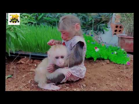 Smart Bibi help dad take care of baby monkey OBI #cartoon #animation #monkey #baby #dad