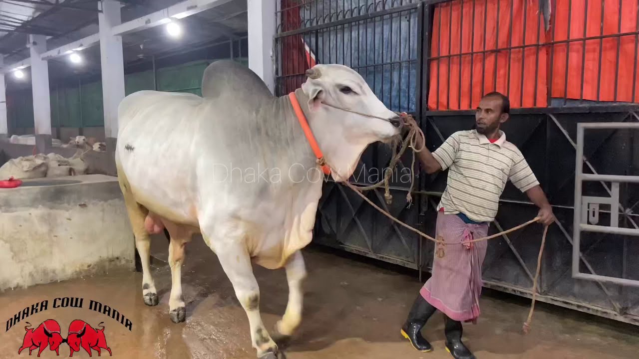 182| Huge Sibbi Bull || Biggest Ongole Bull | 2020 Collection || Bengal ...