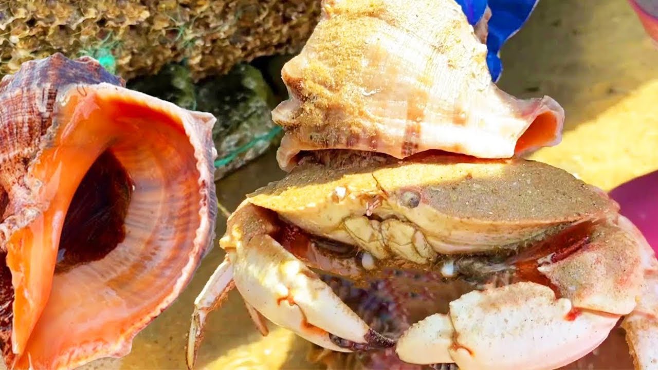 Crabs & conchs are biting crabs, big lobsters are in pairs - YouTube