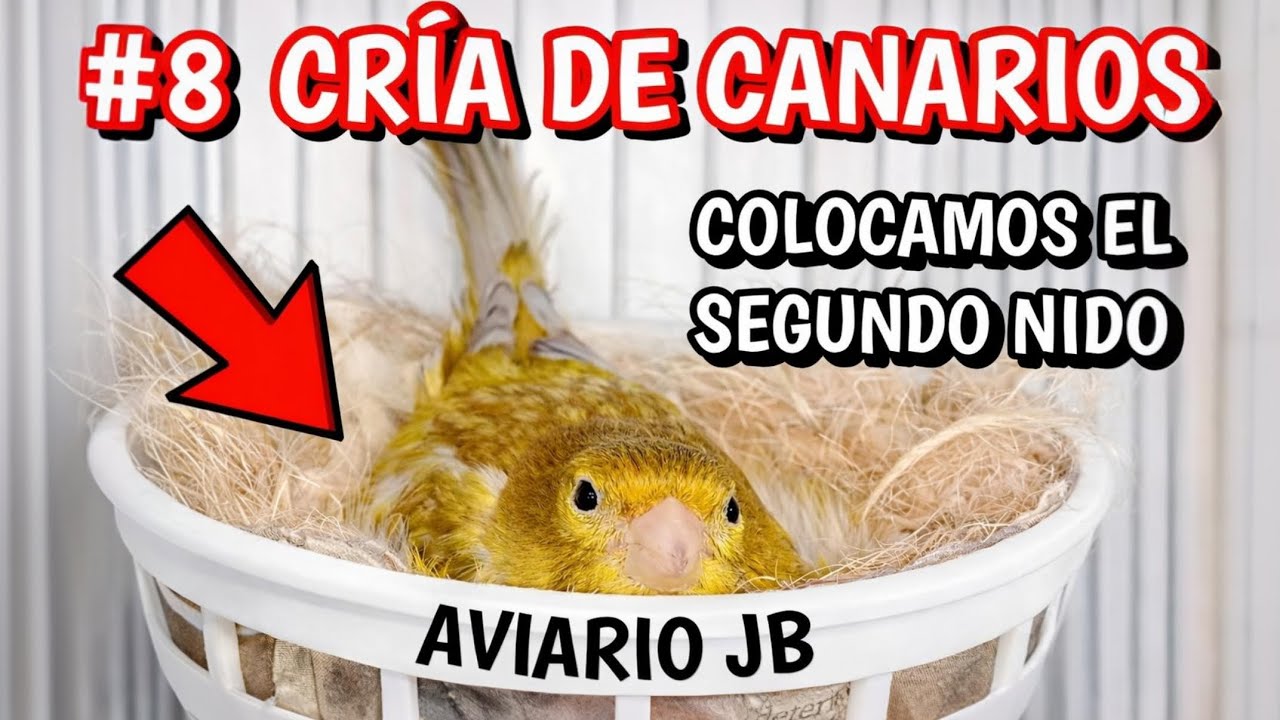 ¿CUÁNDO COLOCAMOS EL SEGUNDO NIDO? HEMBRA CRIANDO SOLA | #8 CRÍA DE ...