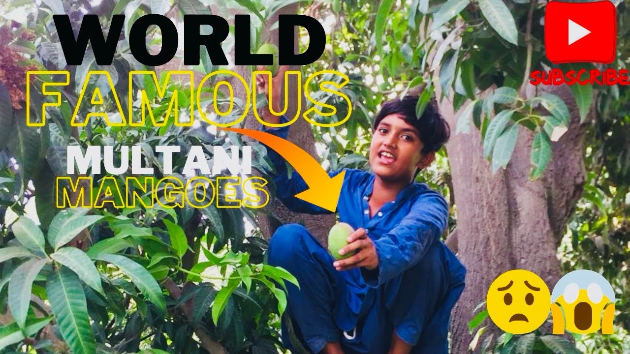 WORLD FAMOUS PAKISTANI MANGOES 🥭 ️| beautiful village in Pakistan 😨🤩 ...