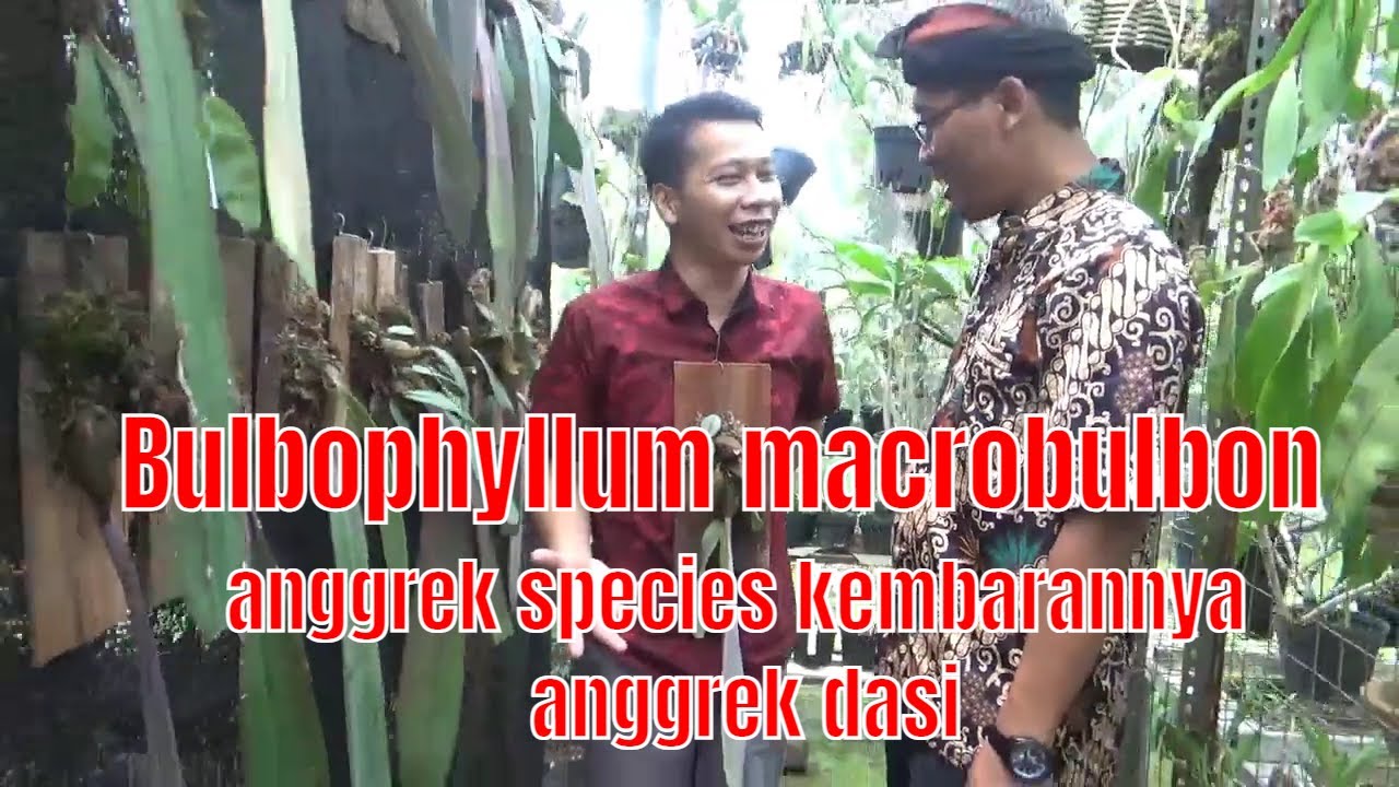 Bulbophyllum macrobulbon anggrek species kembarannya anggrek dasi - YouTube