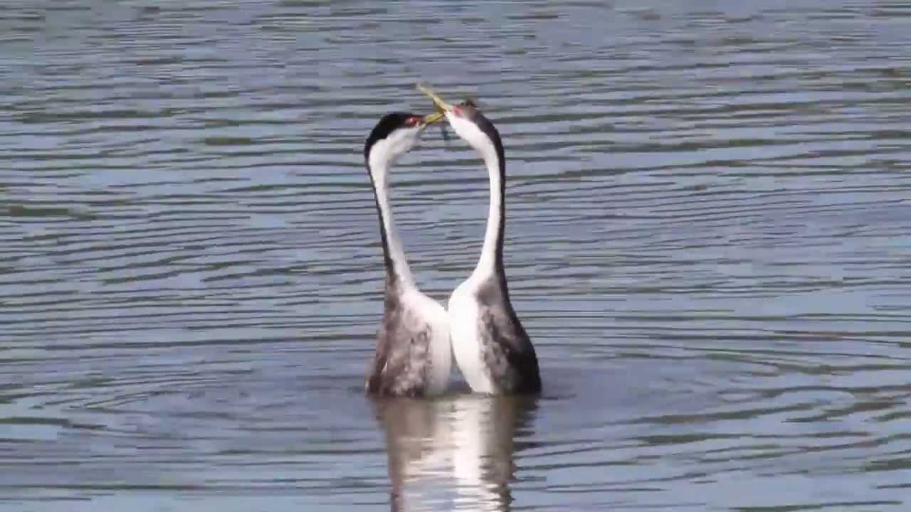 Dancing Grebes - YouTube