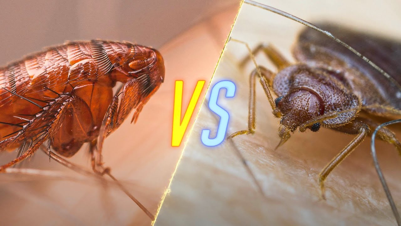 Flea Vs Bed Bug Flea Vs Bed Bug