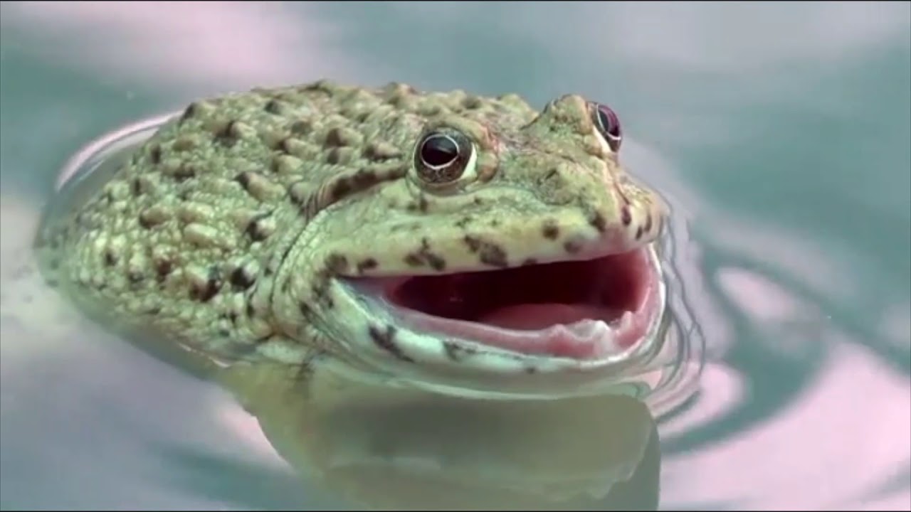 Frog making cat sound MEOW MEOW - YouTube