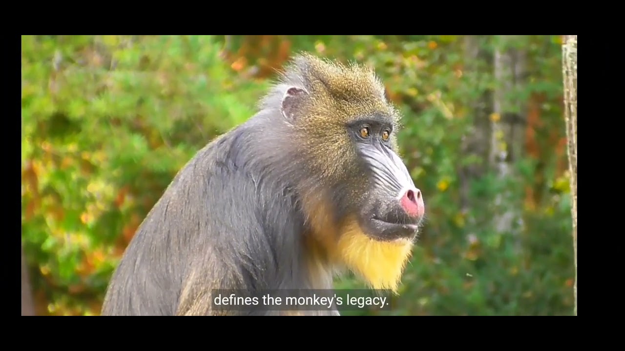 The history of monkey 🐒🐵 - YouTube